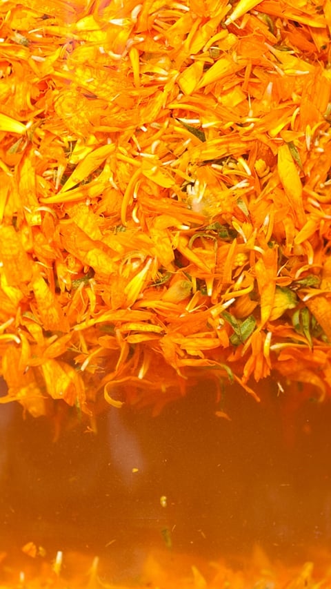 anthroposphic medicine, how the fresh calendula flo