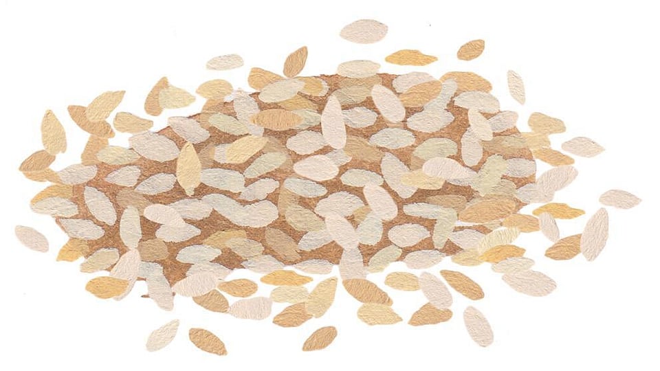 Sesamum Indicum (Sesame) Seed Oil