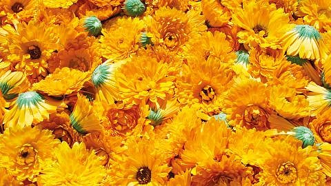 anthroposphic medicine, how the fresh calendula flo