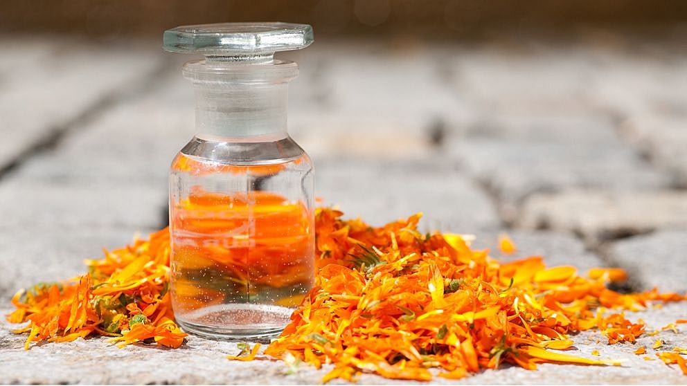 anthroposphic medicine, how the fresh calendula flo