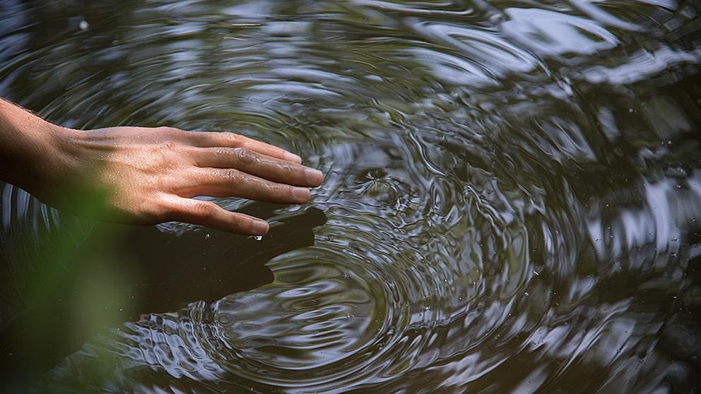 Sensing the world through skin and leaves, Weleda